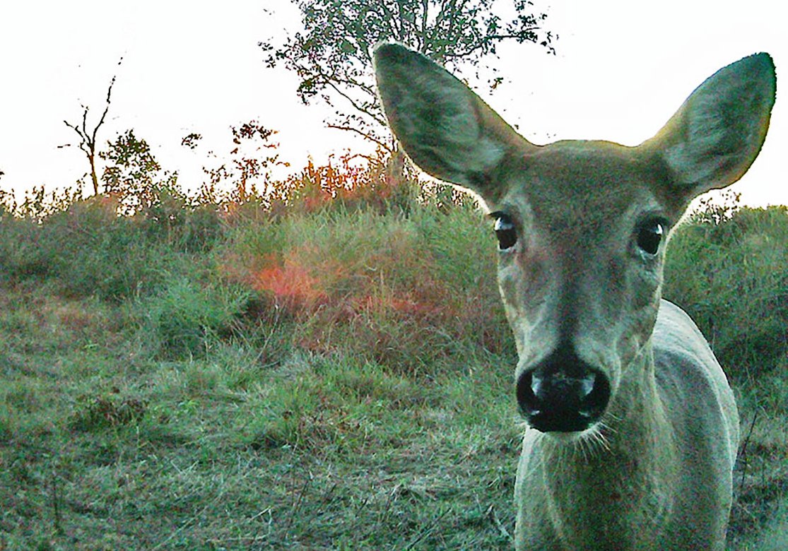 Simmons Trail Camera Review: Features, Prices, Competitors